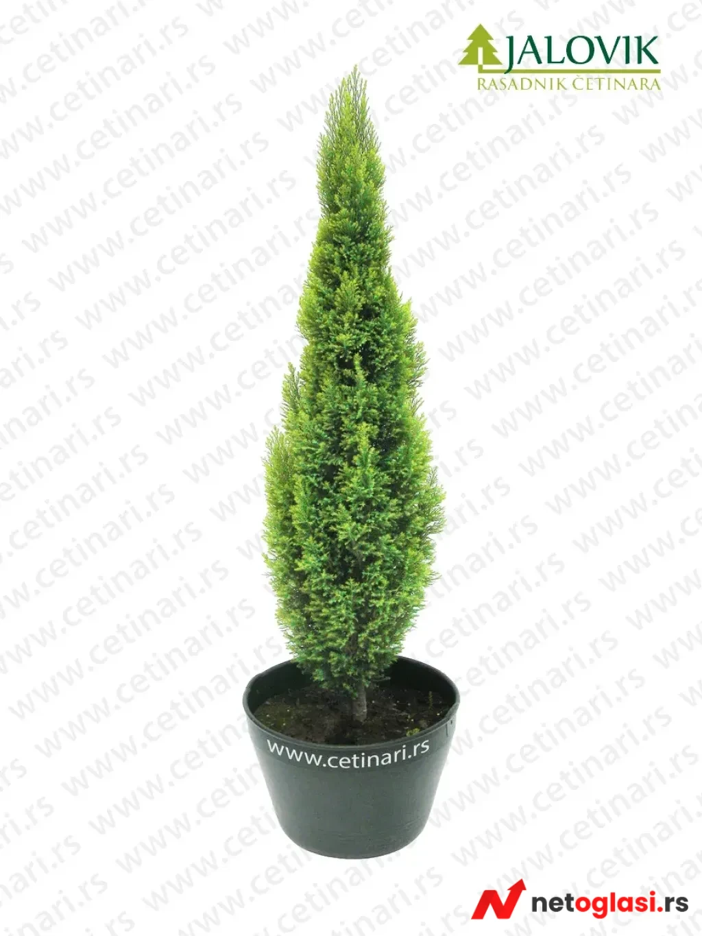 Chamaecyparis lawsoniana 'Ellwoodii Gold'