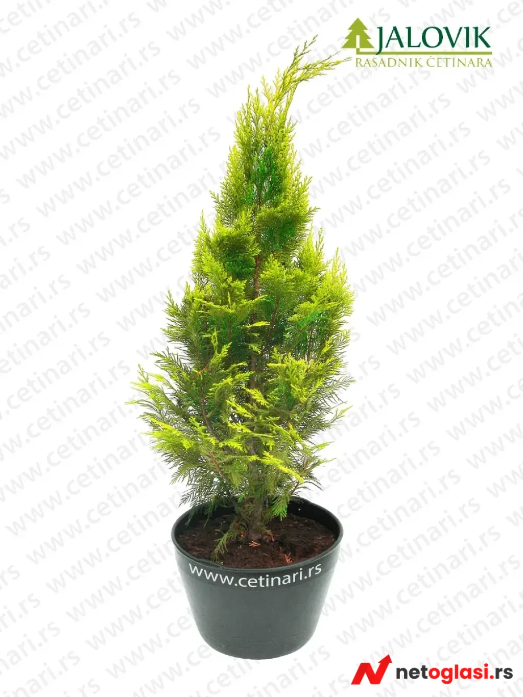 Chamaecyparis lawsoniana 'Romana'