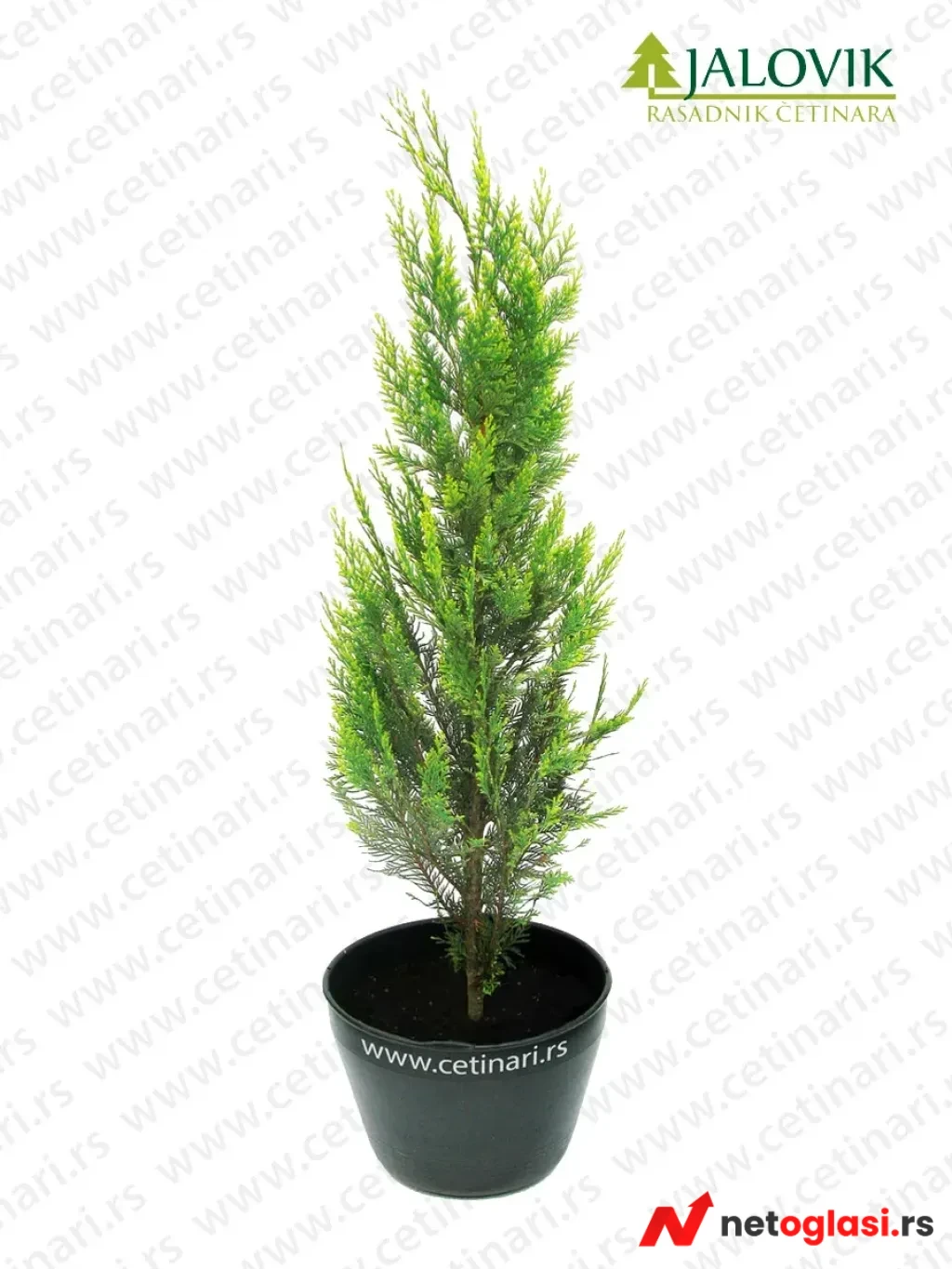 Chamaecyparis lawsoniana 'Alumii Gold'
