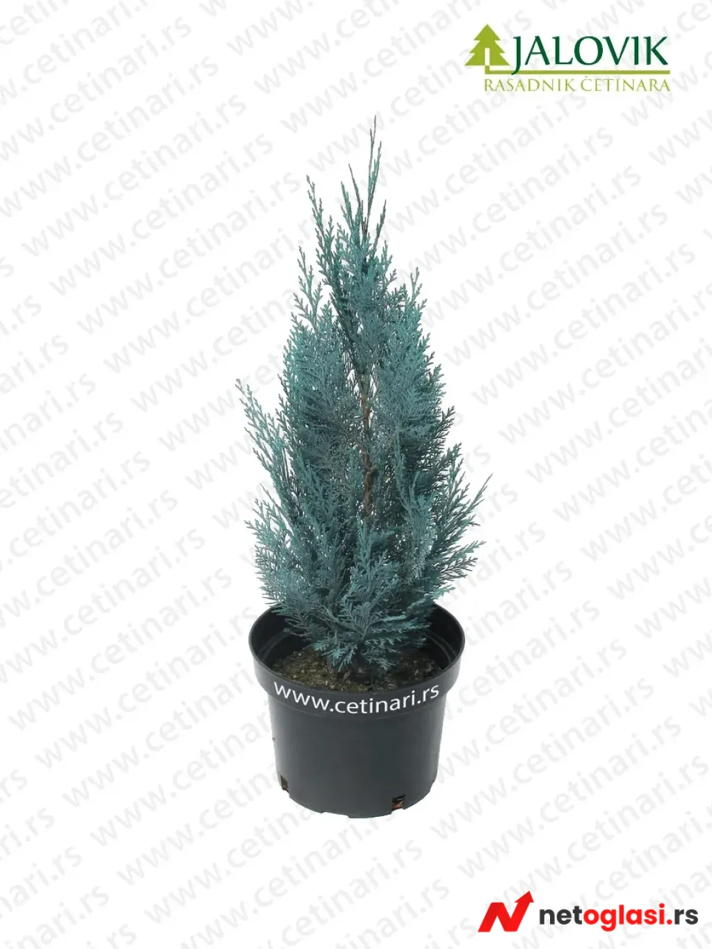Chamaecyparis lawsoniana 'Columnaris Glauca'