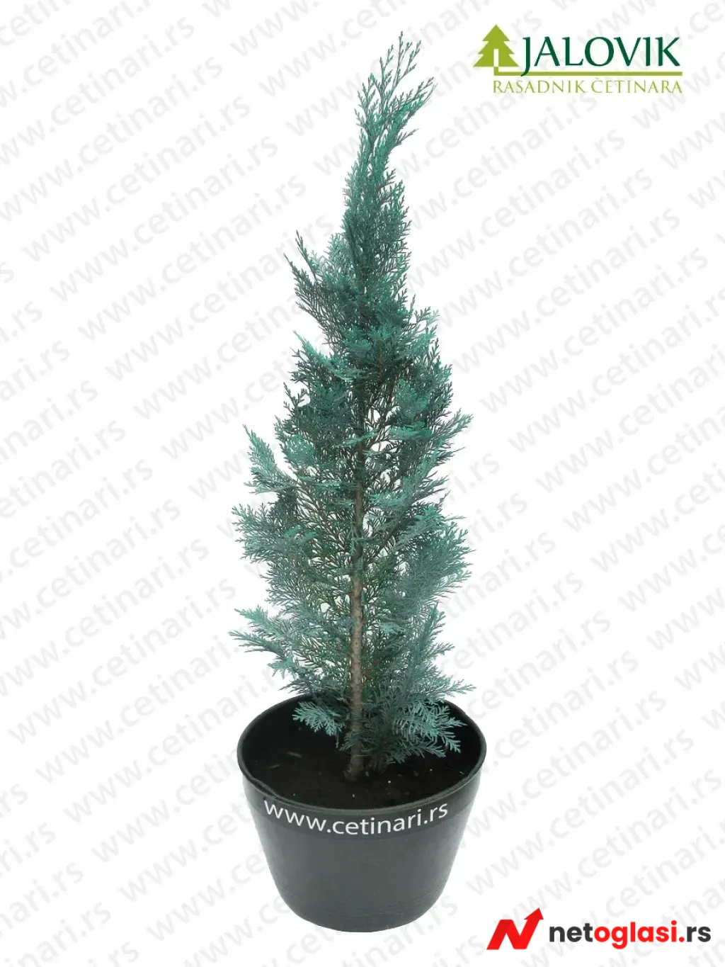 Chamaecyparis lawsoniana 'Columnaris'
