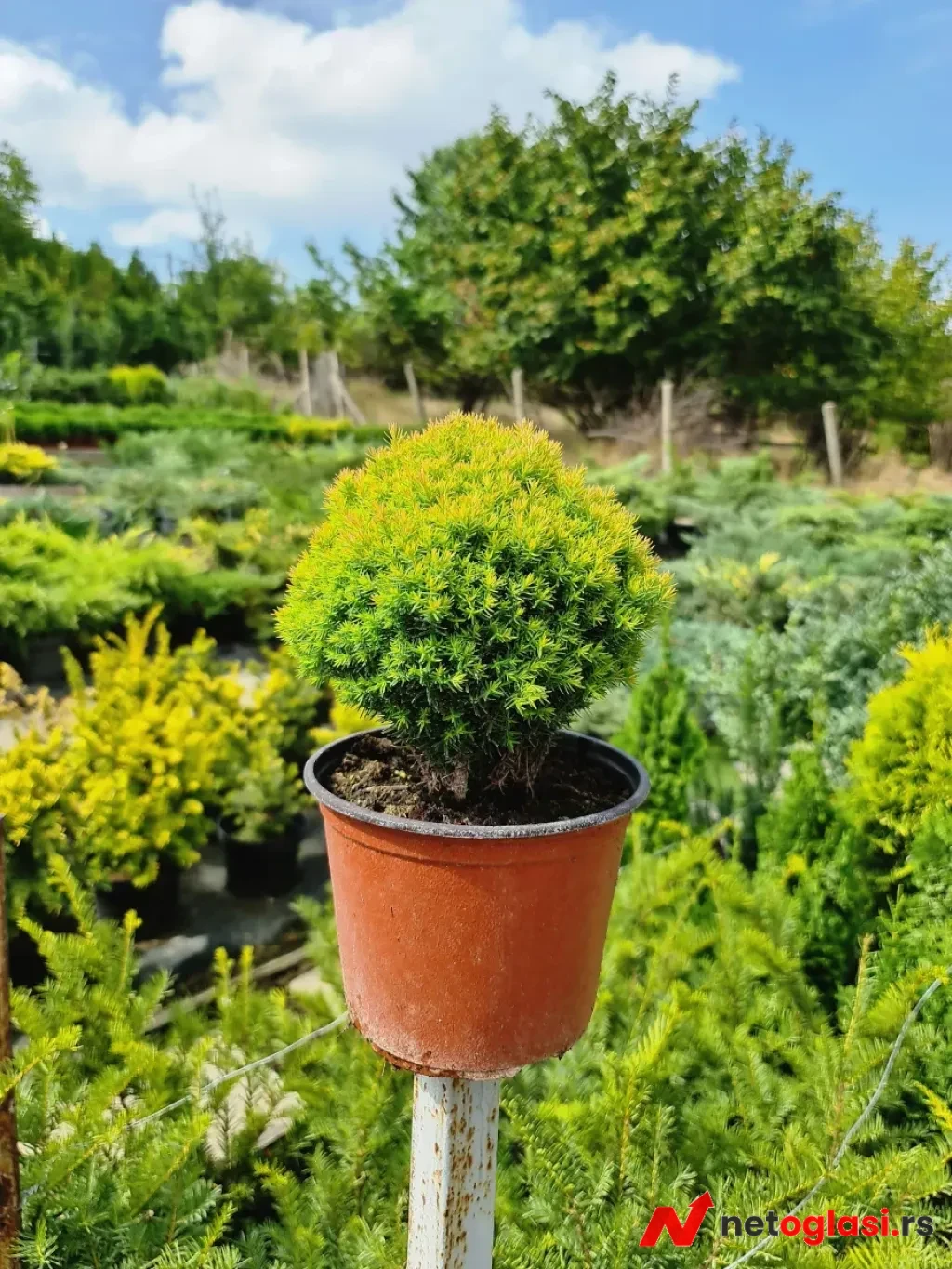 Thuja occidentalis 'Teddy Anniek'
