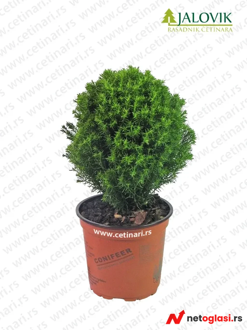Thuja occidentalis 'Teddy'