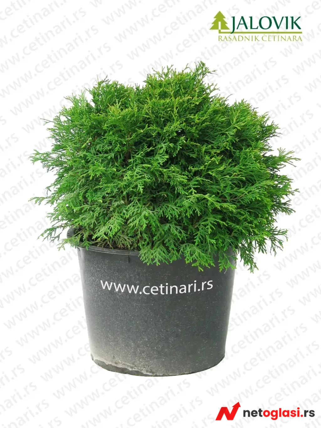 Thuja occidentalis 'Recurvata'