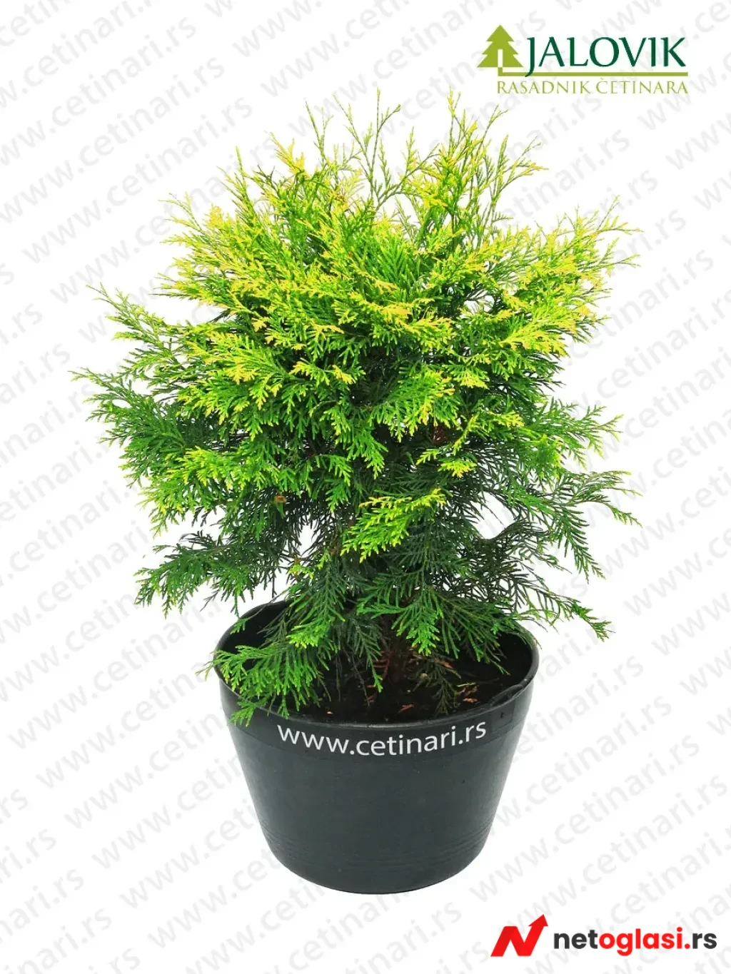 Thuja occidentalis 'Golden Globe'