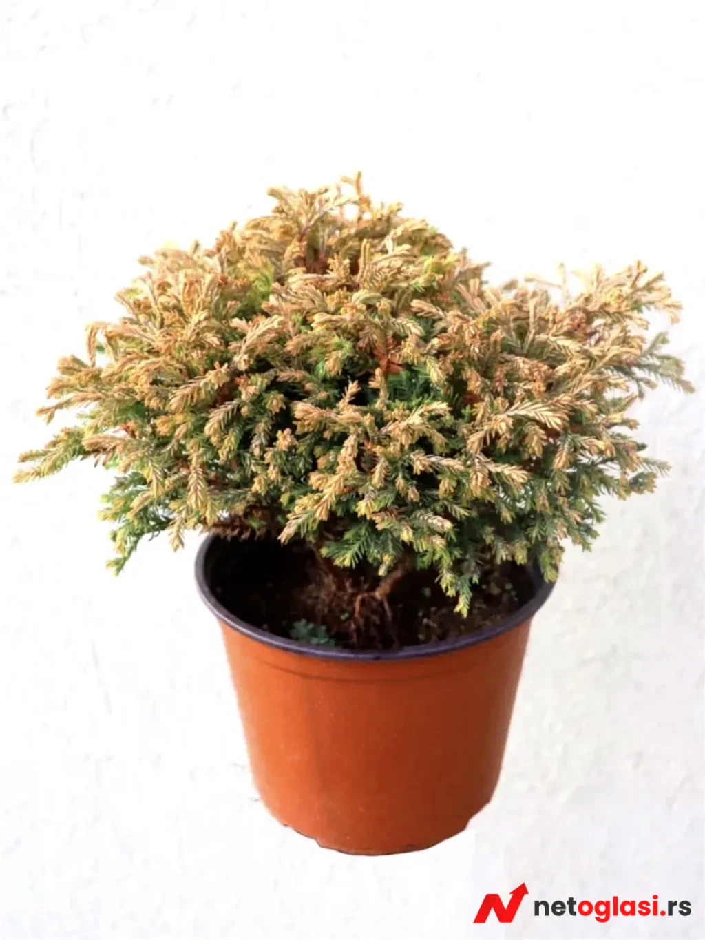 Thuja occidentalis 'Golden Tuffet'
