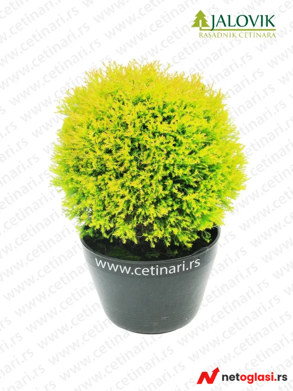 Thuja occidentalis 'Rheingold'