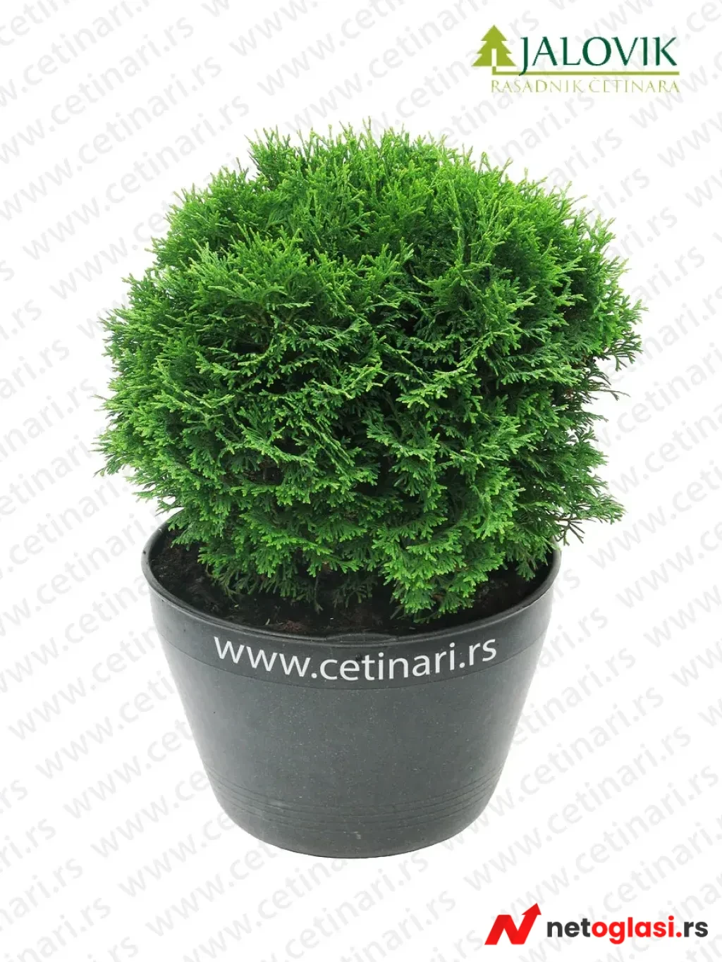 Thuja occidentalis 'Tiny Tim'