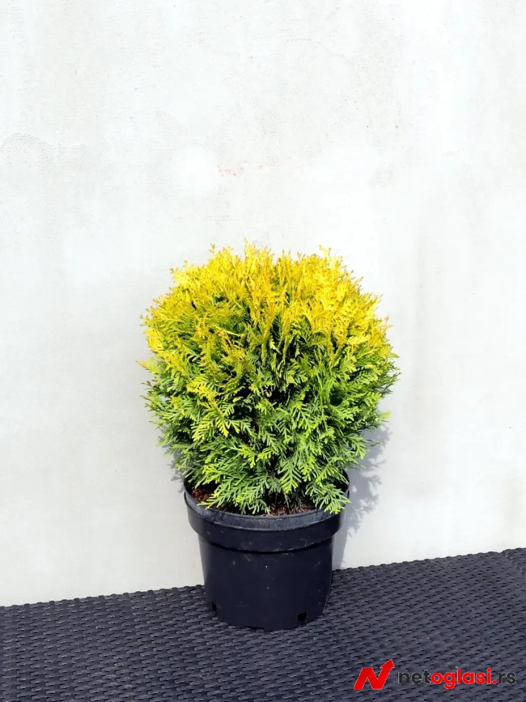 Thuja occidentalis 'Mirjam'