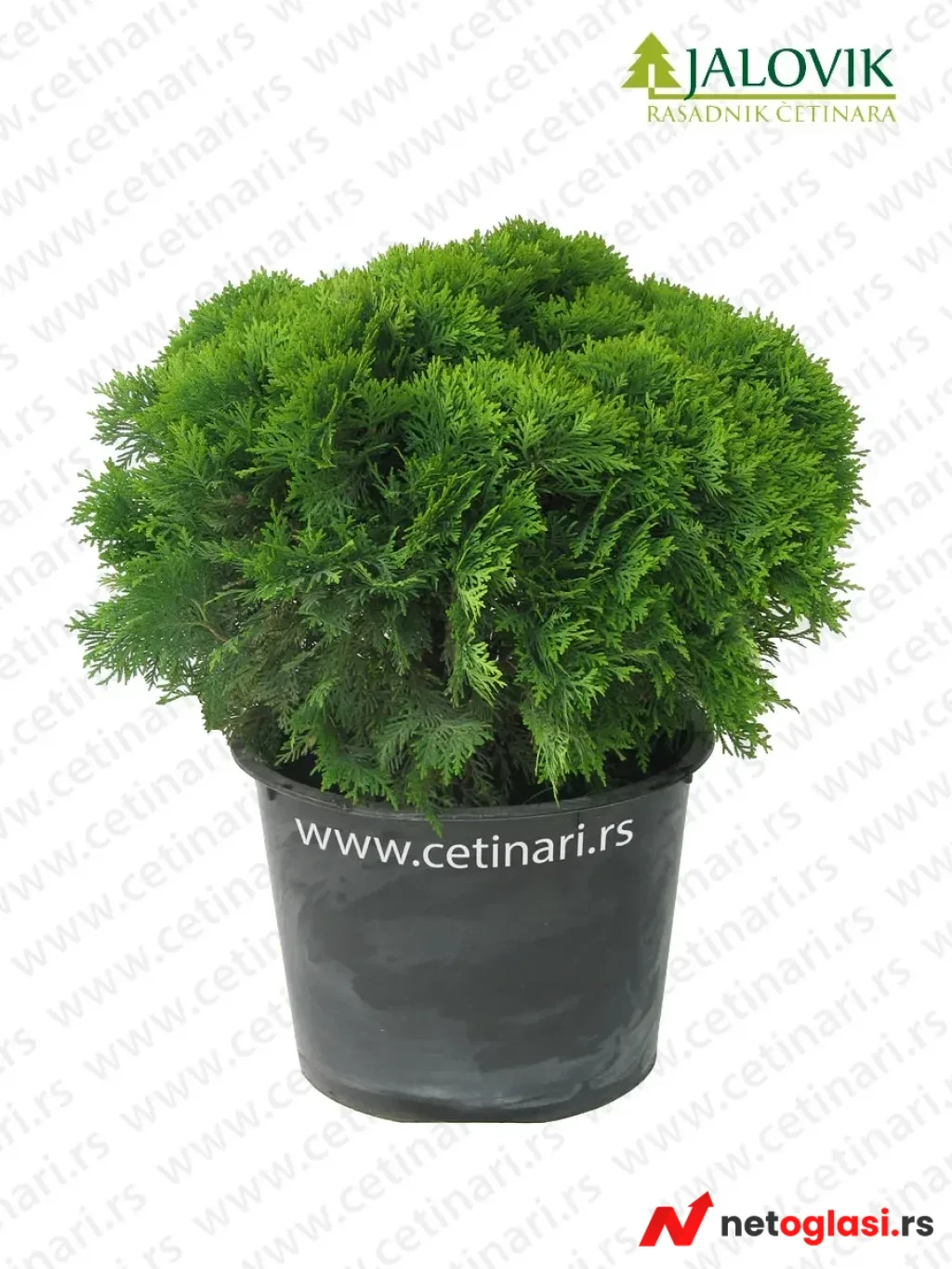 Thuja occidentalis 'Danica'