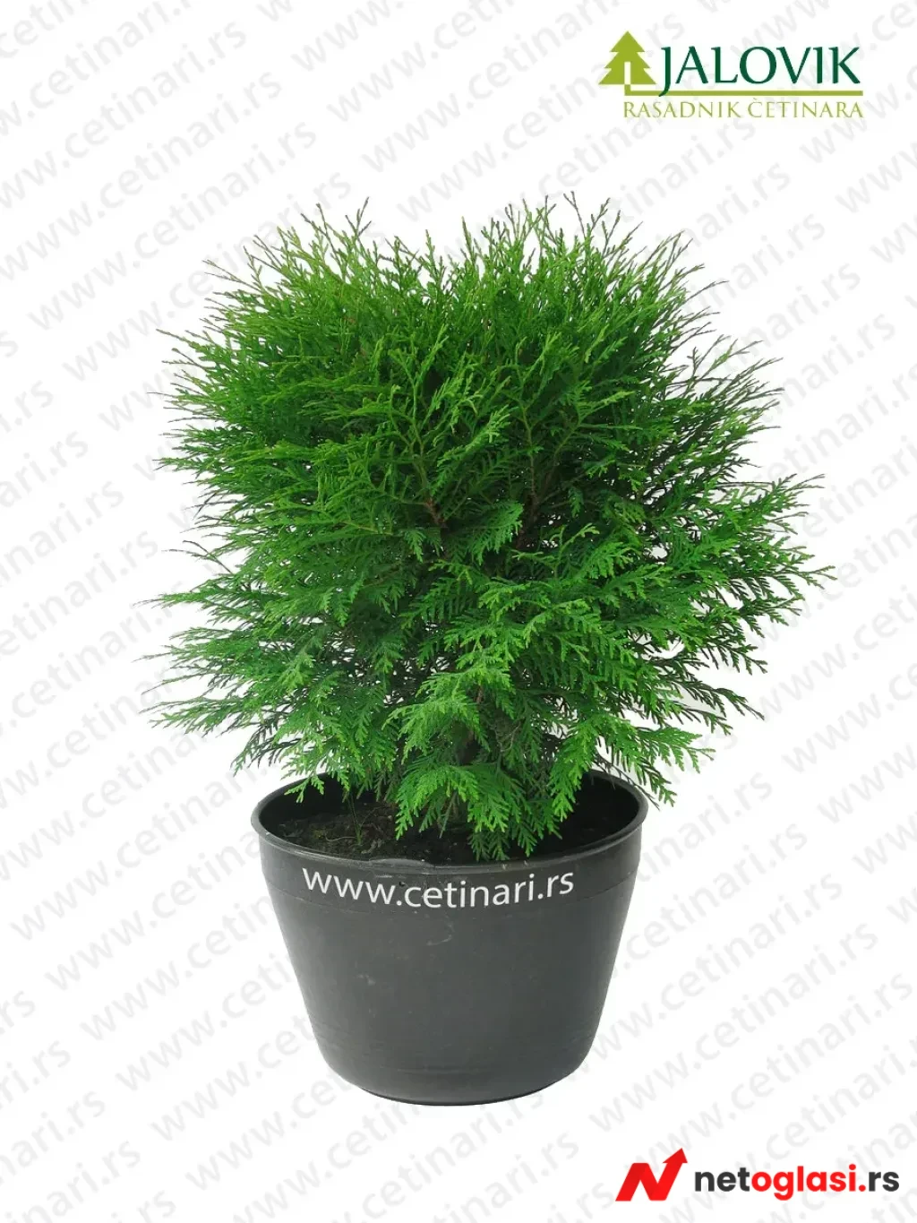 Thuja occidentalis 'Globosa'