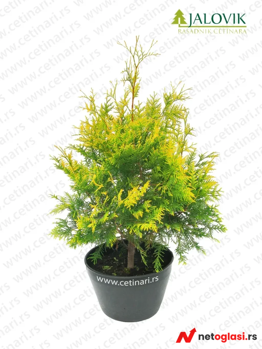Thuja occidentalis 'Sunkist'