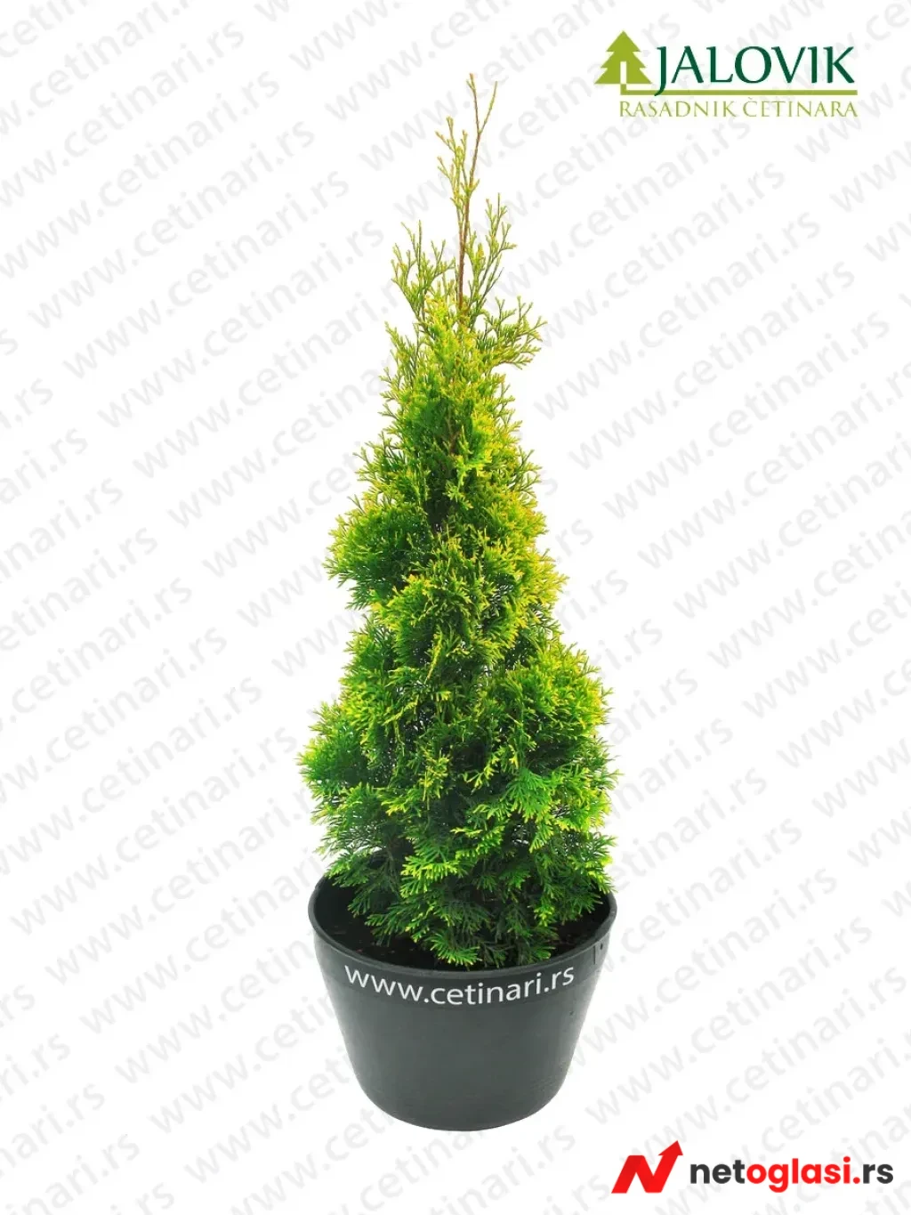 Thuja occidentalis 'Malonyana Aurea'