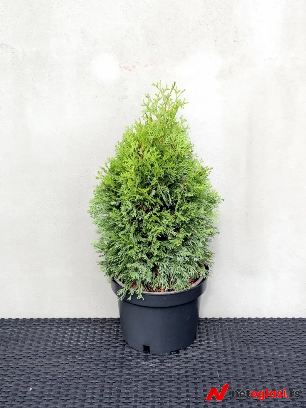 Thuja occidentalis 'Miky'