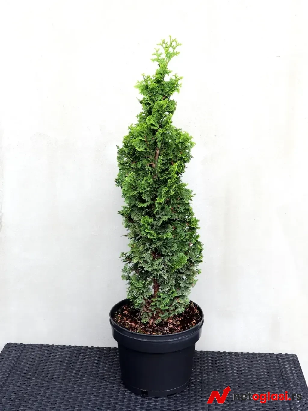 Thuja occidentalis 'Spiralis Mini'