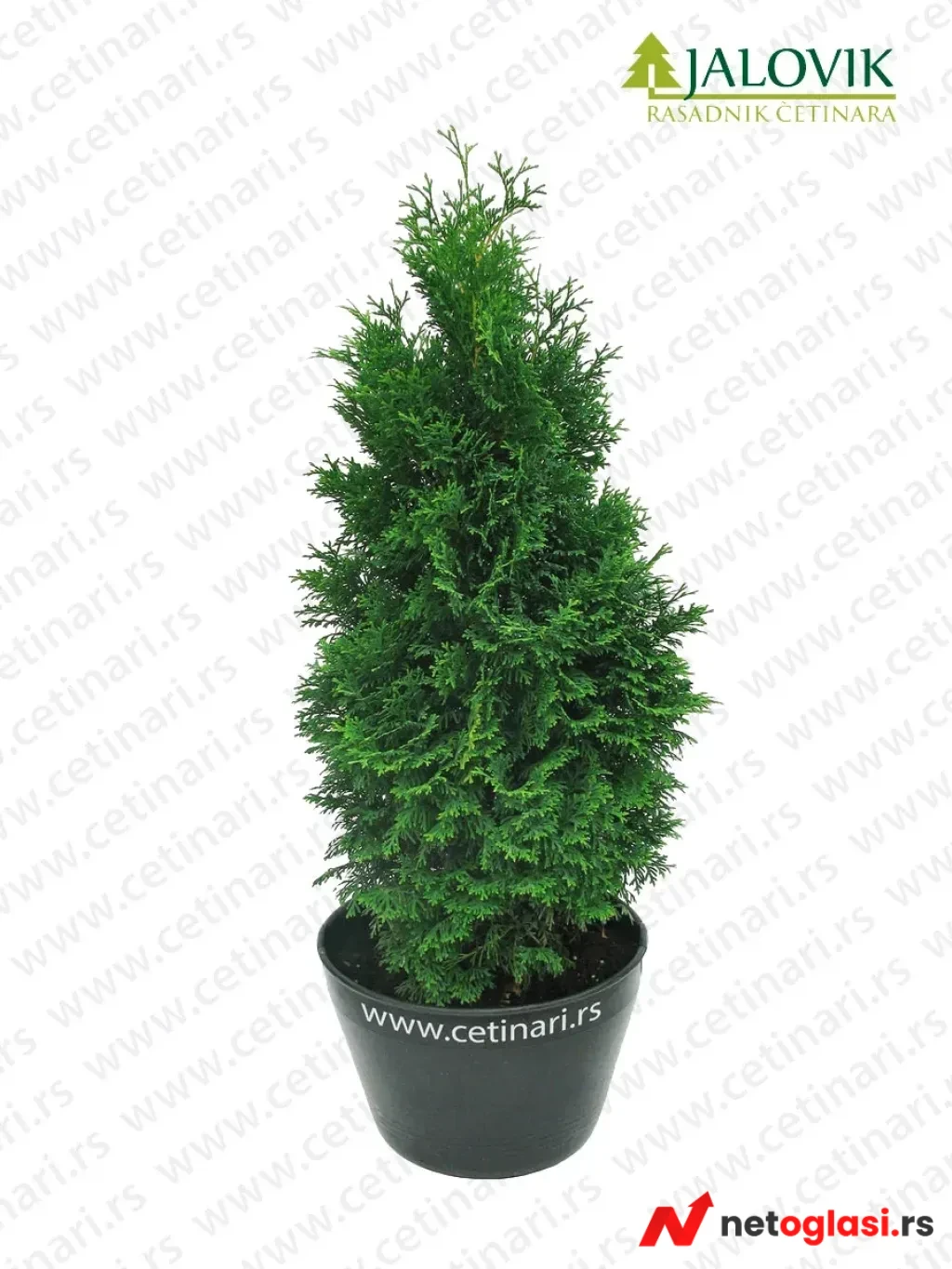 Thuja occidentalis 'Holmstrup'