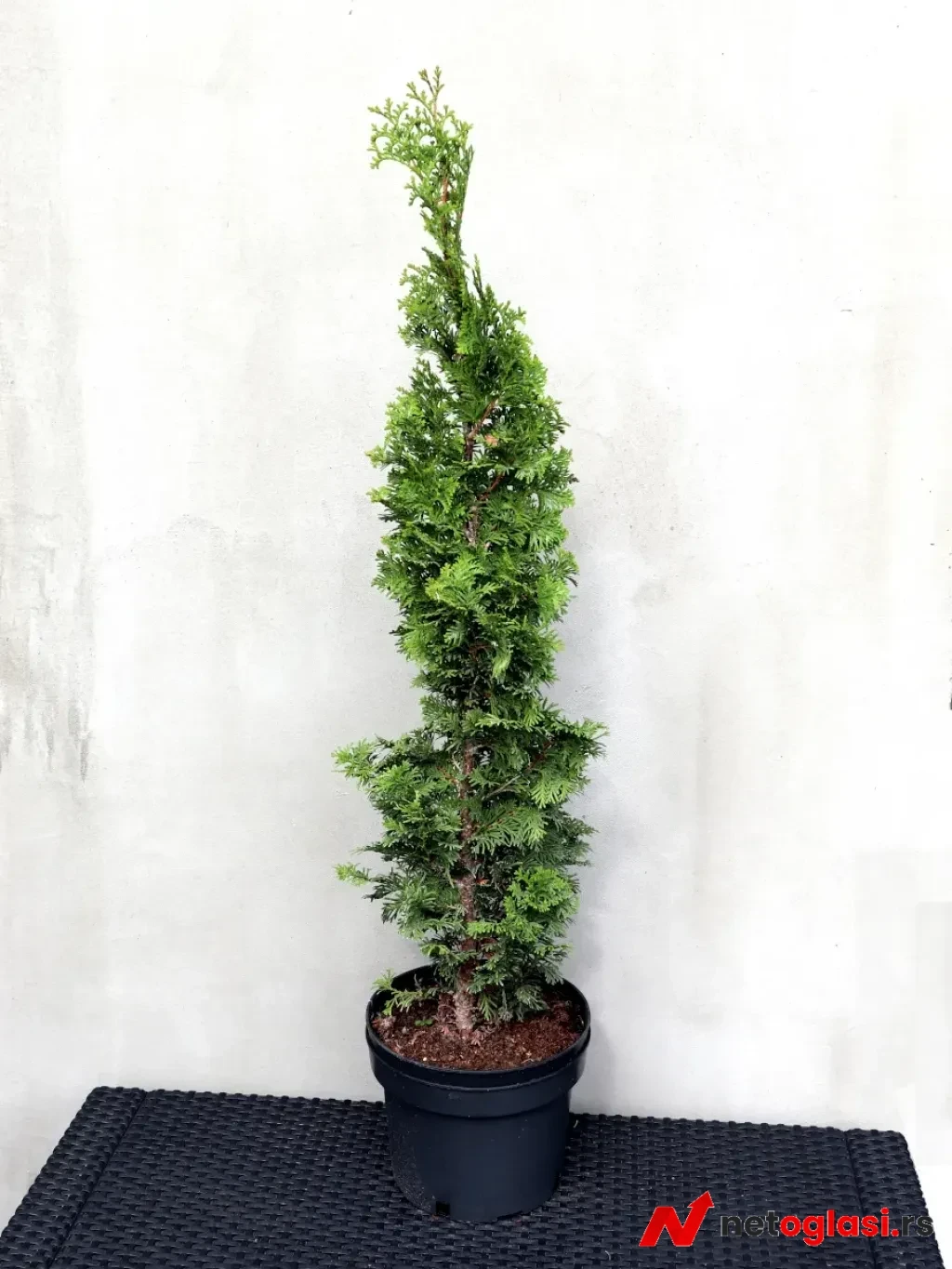 Thuja occidentalis 'Spiralis'