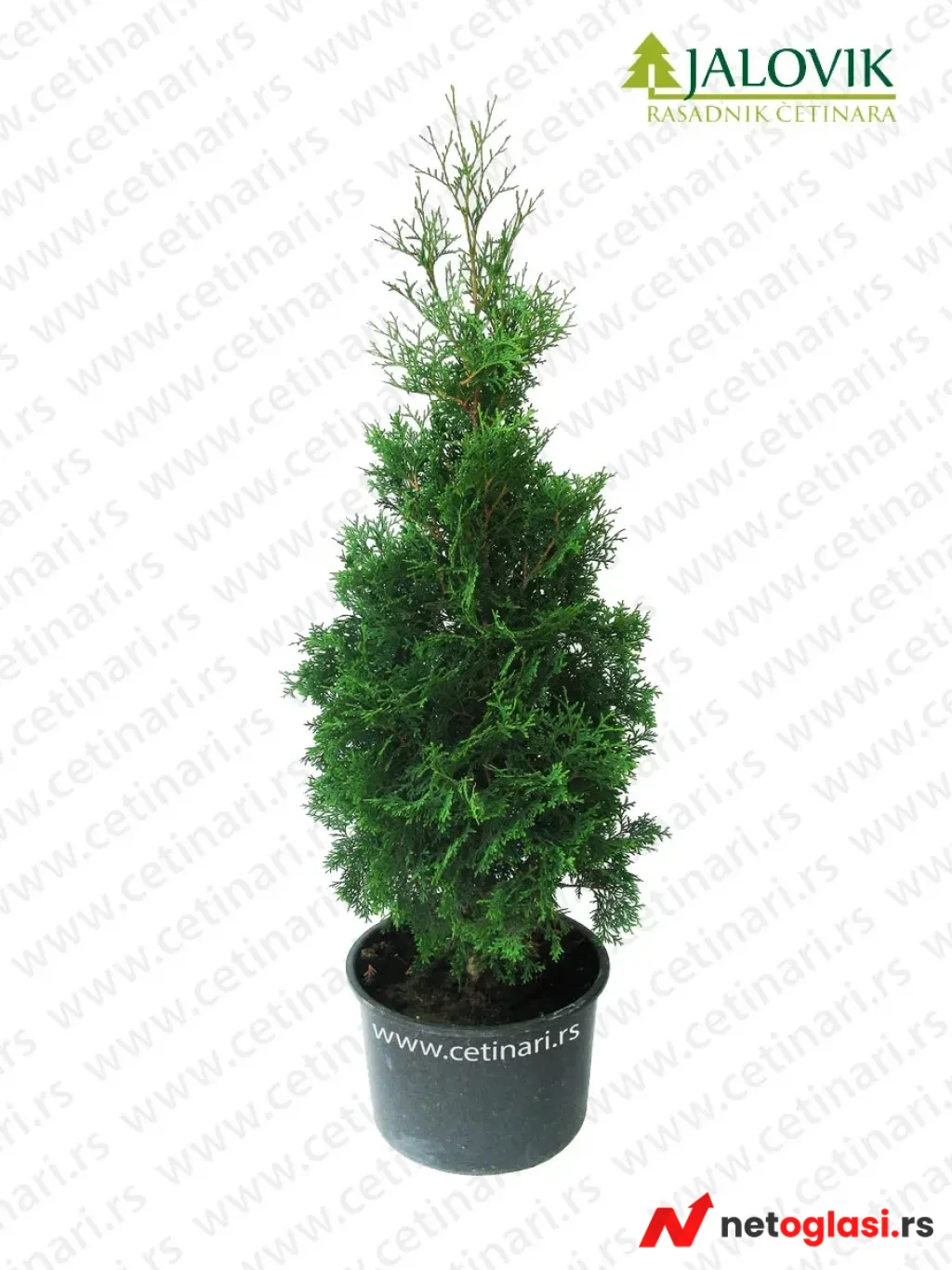 Thuja occidentalis 'Columna'