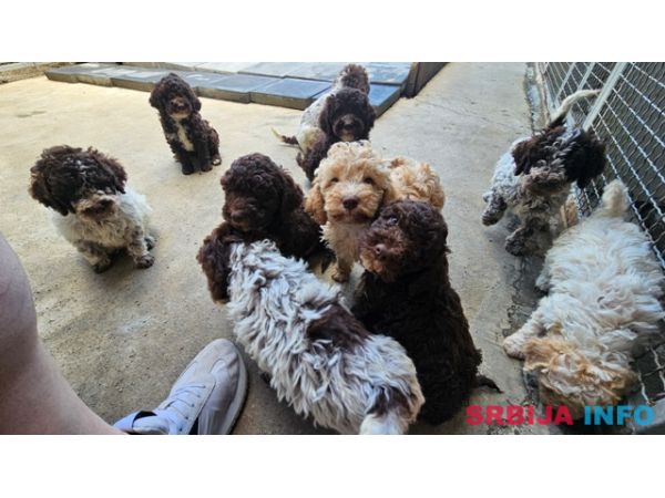 Lagotto Romagnolo štenci