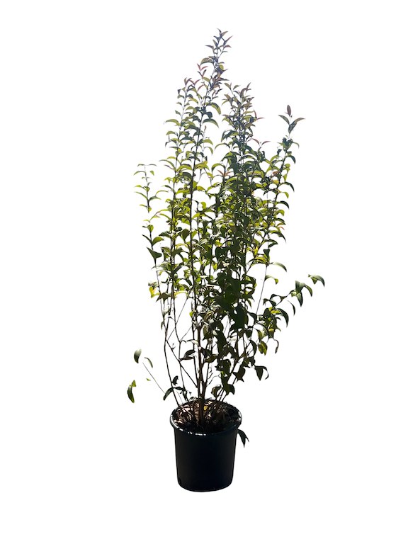 Ligustrum