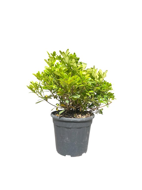 Pitosporum