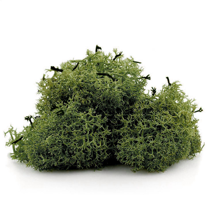 Islandska mahovina 12 g | različite boje