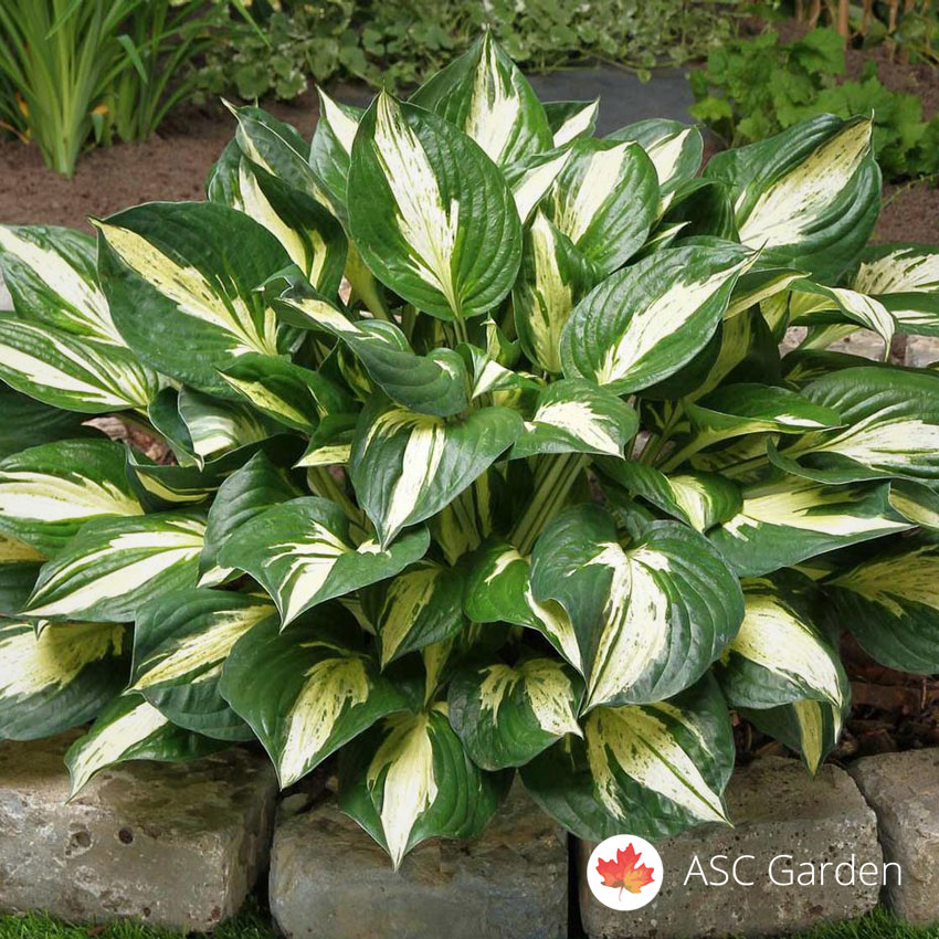 Šatirana hosta 20 cm