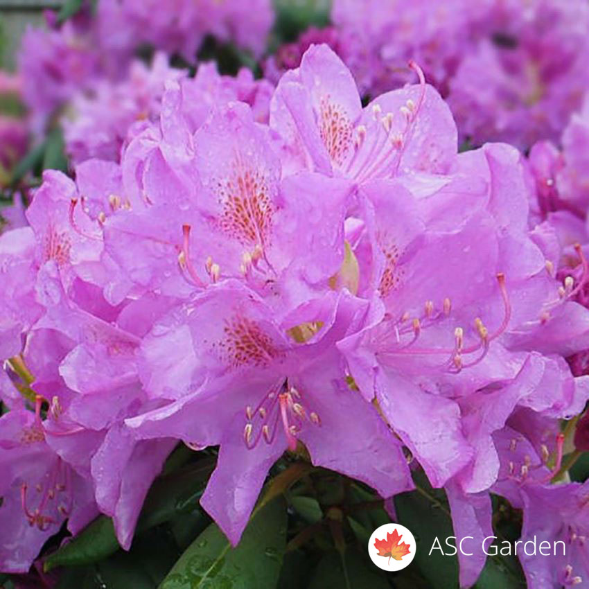 Rhododendron Catawbiense Grandiflorum 30 cm