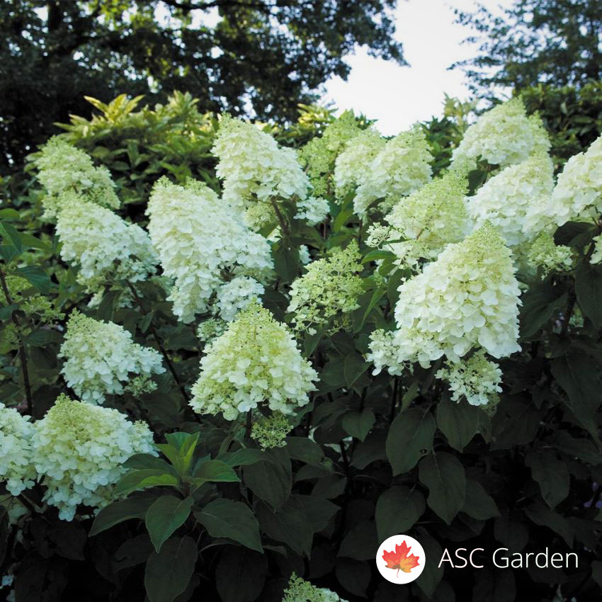 Hydrangea paniculata 25-30 cm