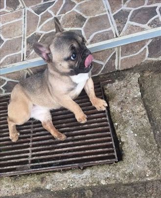 Francuski buldog