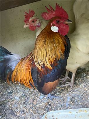 Kikirezi