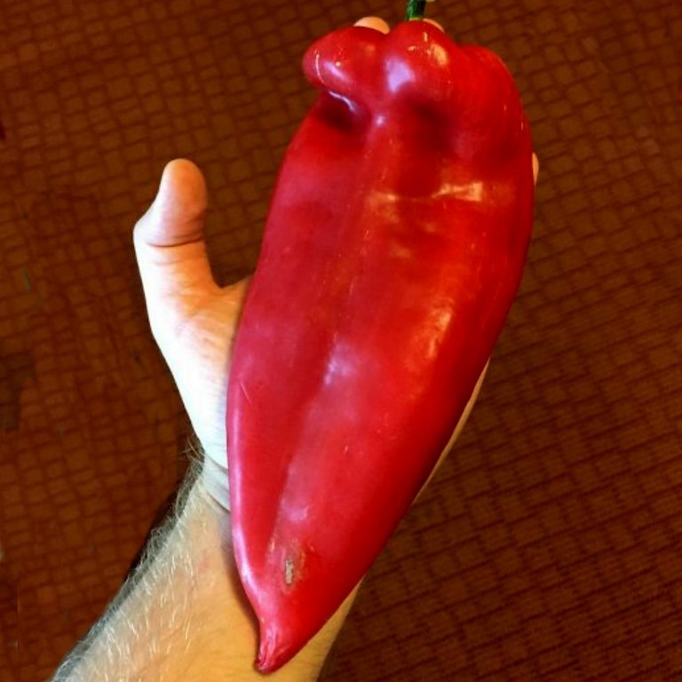 Moravska kapija paprika seme
