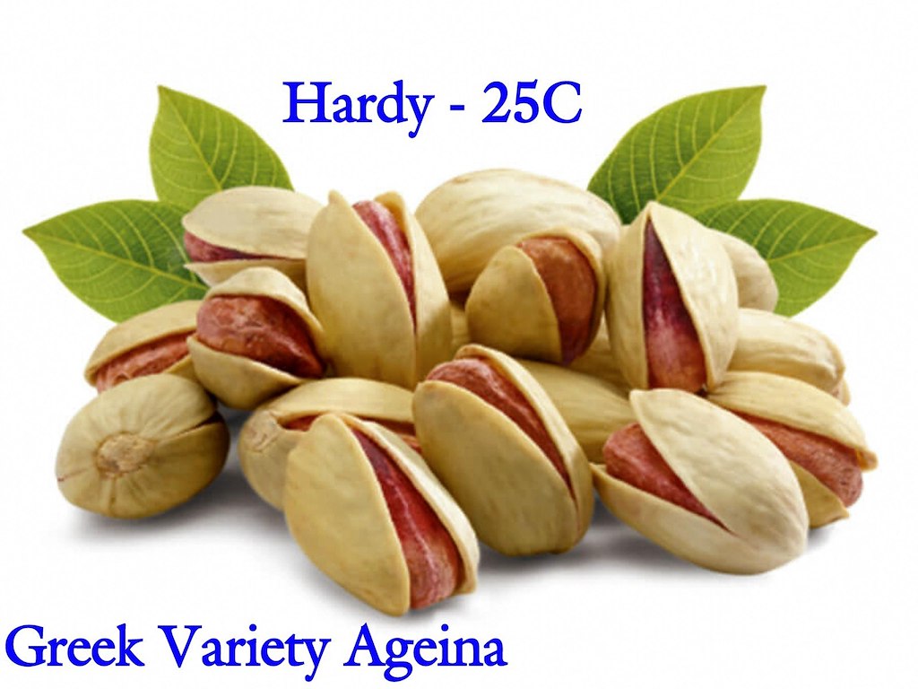 Pistac Seme, Seme Pistaca, Grcka sorta Aegina (Pistacia vera)