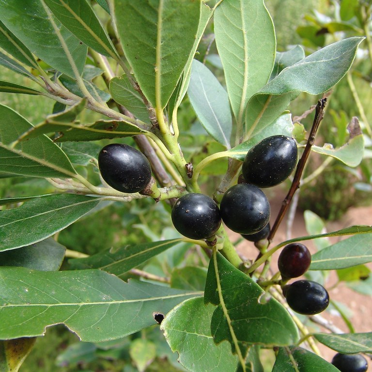 1000 Semena Lovora (Laurus nobilis)