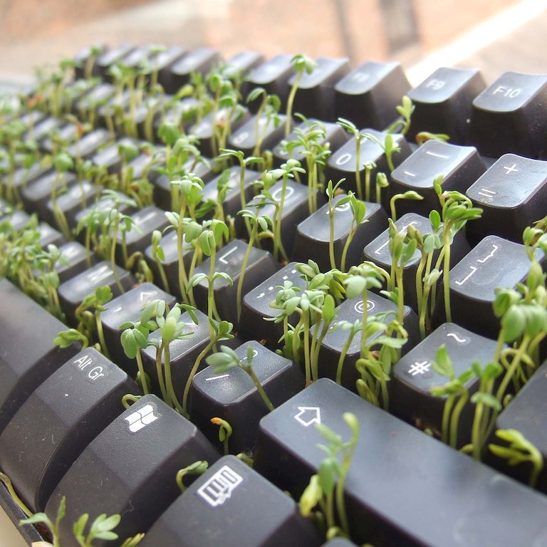 Krecava, Kres salata seme (Lepidium sativum)