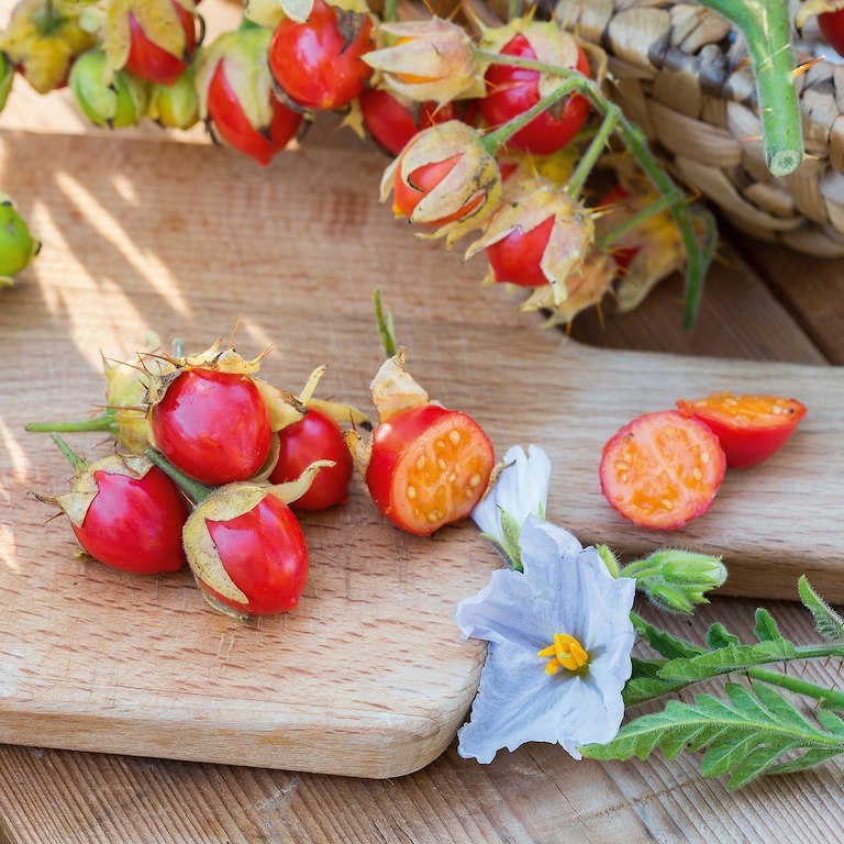 Litchi Paradajz Seme (Solanum sisymbriifolium)