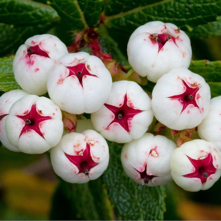 Tasmanian Snow Berry Seme - Egzoticno Voce