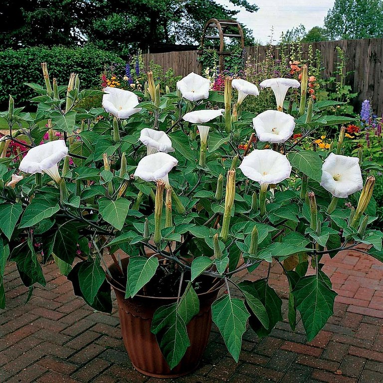 Tatula Seme (Datura stramonium)