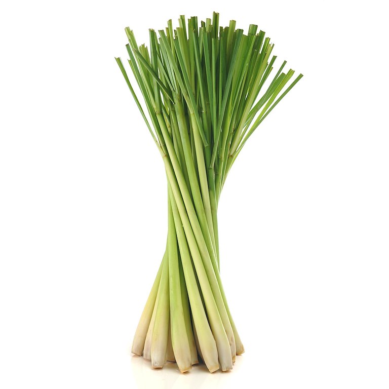 Limunova trava Seme (Cymbopogon citratus)