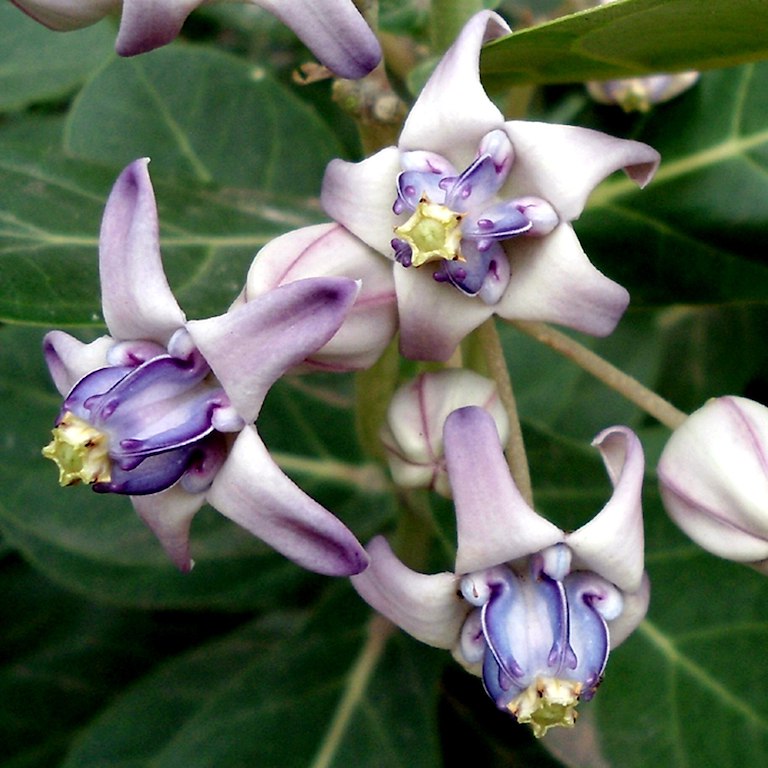 Svileni Cvet - Madar Seme - Lekovita Biljka (Calotropis Gigantea)