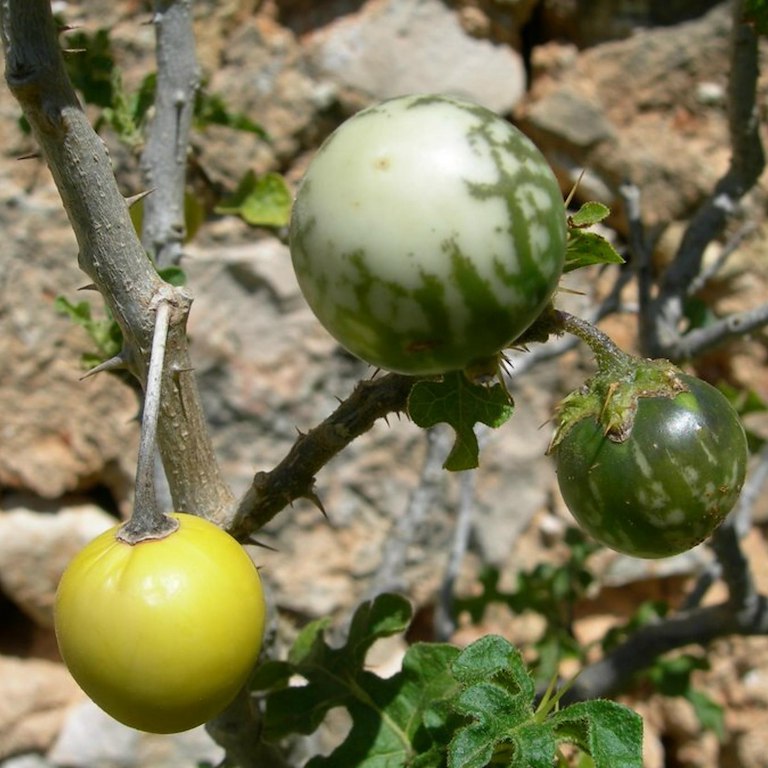 Djavolja Jabuka Seme (Solanum linnaeanum)