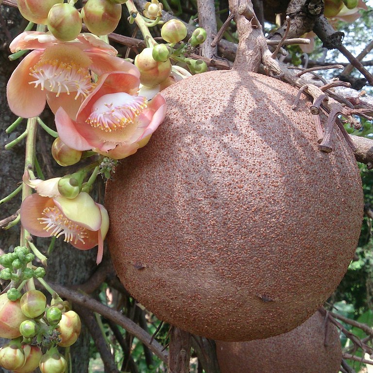 Topovska kugla Seme (Couroupita guianensis)