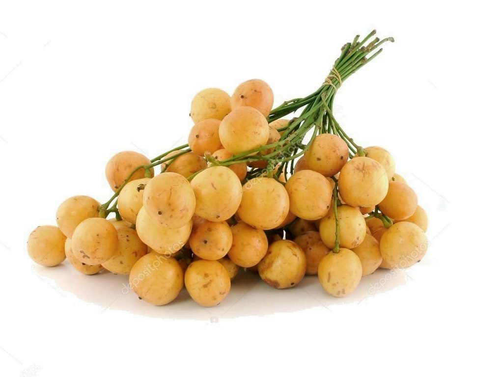 Burmansko groždje Seme (Baccaurea ramiflora)