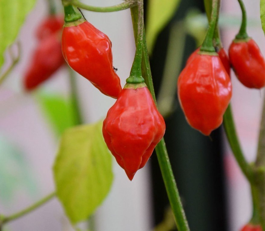 Lantern ljuta chili paprika seme