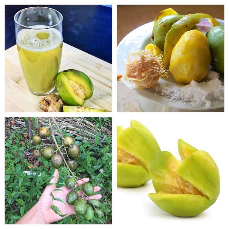 Junska šljiva seme (Spondias dulcis)