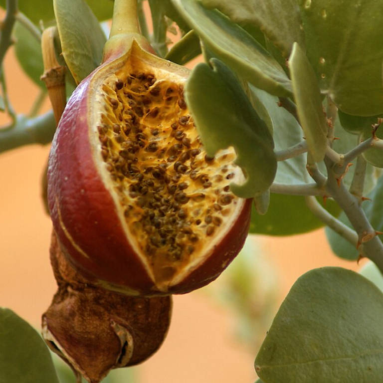 Seme kapara hrskavice (Capparis cartilaginea)