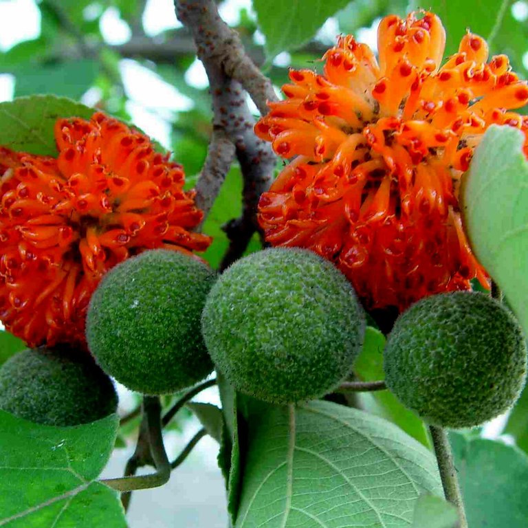 Japanski Dud - Papirni Dud Seme (Broussonetia papyrifera)