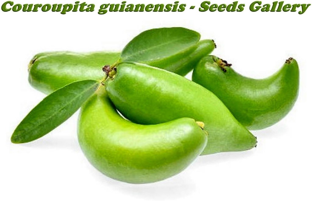 Garcinia schomburgkiana - Madan - Seme - vrlo retka biljka