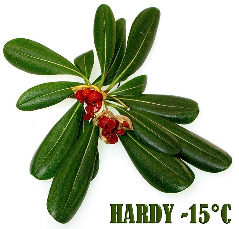 Pitospor Seme (Pittosporum tobira)