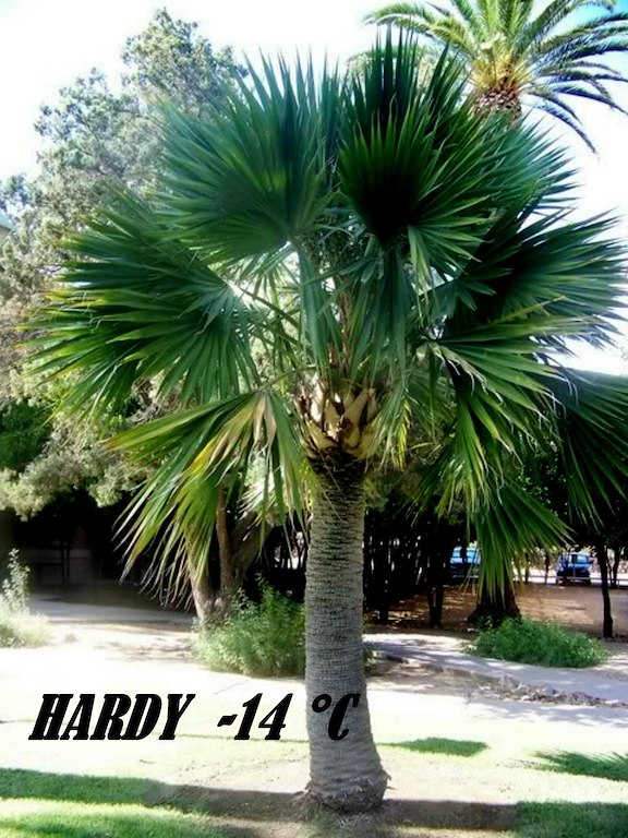 Seme Palme Bermuda Palmetto